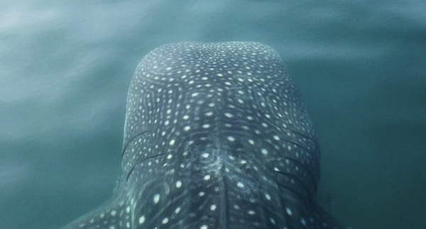 The whale sharks of Donsol - Shark Diving in the Philippines