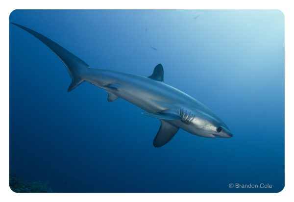 The thresher sharks of Malapascua - Shark Diving in the Philippines
